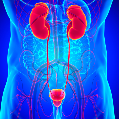 Reconstructive Urology | West Coast Urology